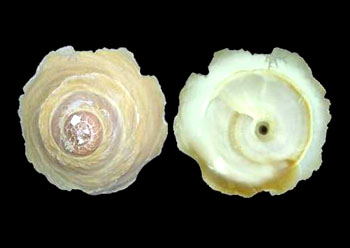 马掌螺总科 Hipponicacea 蓝色动物学（中国动物学科普）